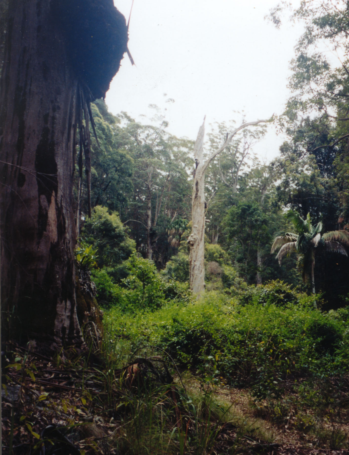 Ewingar Forest, a warm, temperate rainforest rich in biodiversity, is ...